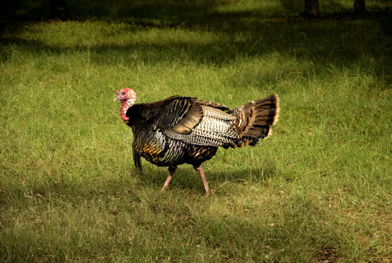 Gobbler Strut stock image. Image of turkey, wildlife, harvest - 1705063
