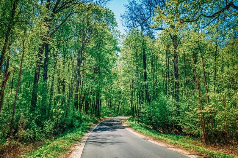 Good Asphalt Forest Road in Sunny Summer Day. Lane Stock Image - Image ...