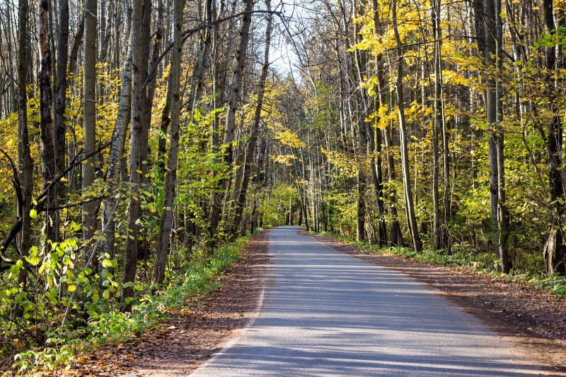 Good Asphalt Road in the Forest Area Stock Photo - Image of autumn ...