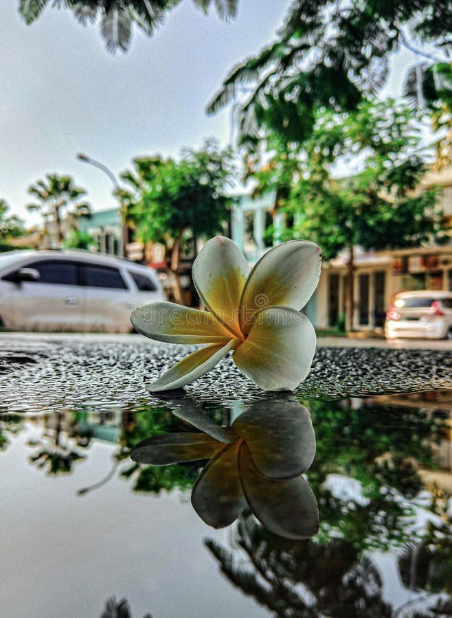 Good and bad flower stock image. Image of yard, shrub - 213546149