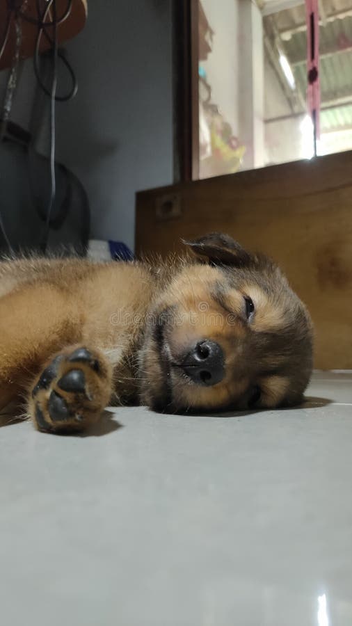 Good Boy Sleeping Puppy with Little Paw Stock Photo - Image of good, little: 288019210