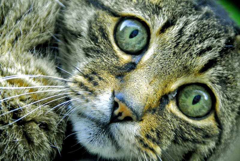 Good bye kitty stock photo. Image of kitty, scared, blue - 4603660