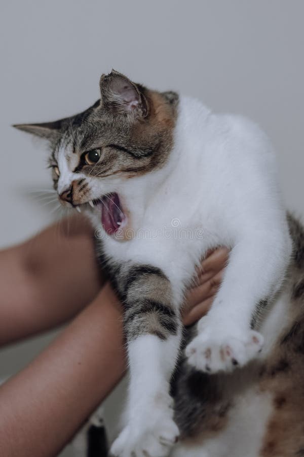 A Good Cat May Not Necessarily Be Angry Stock Photo - Image of good ...