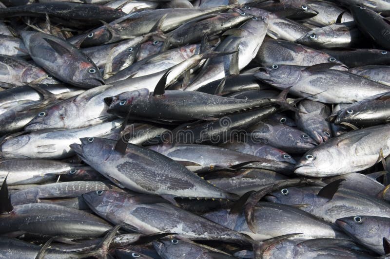 A good catch stock image. Image of fishermen, catch, fishing - 14921163