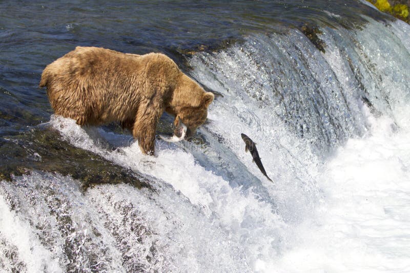 Good Catch stock image. Image of animal, standing, brooks - 16492829