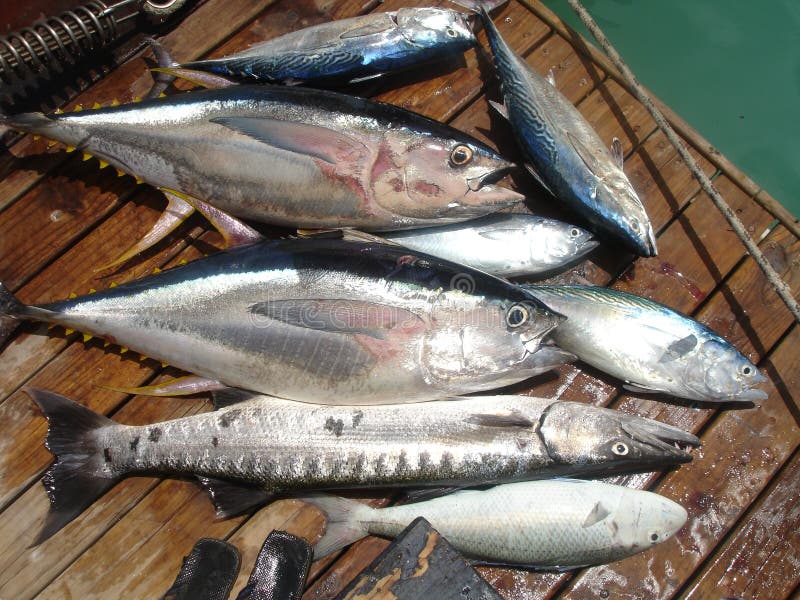 Good catch stock photo. Image of fregate, catch, fish - 21459518