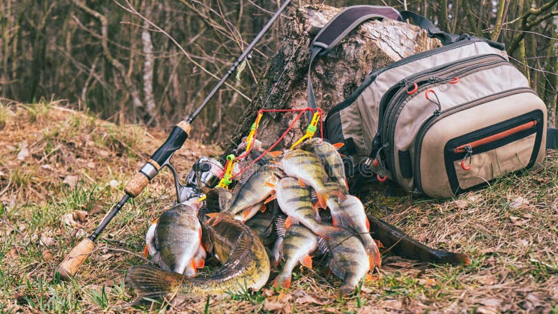 A good catch of fish stock photo. Image of natural, fresh - 190043882