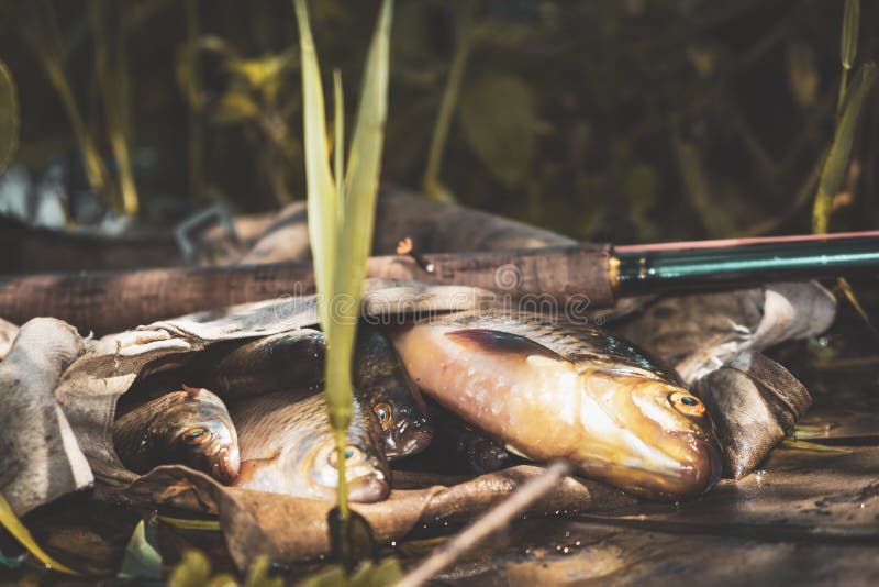 Good Catch of Fish by the Tenkara Method Stock Image - Image of brown ...