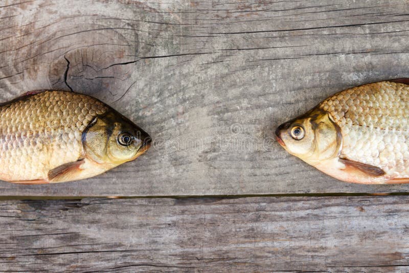 Good catch of fisherman stock image. Image of prussian - 81653141