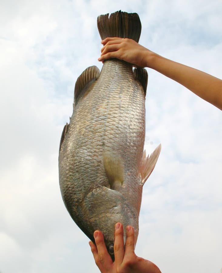 Good Catch -- Large Fish stock image. Image of shiny, pectoral - 1805321