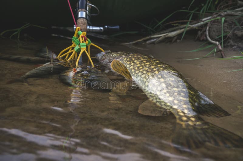 Good Catch stock image. Image of animal, standing, brooks - 16492829