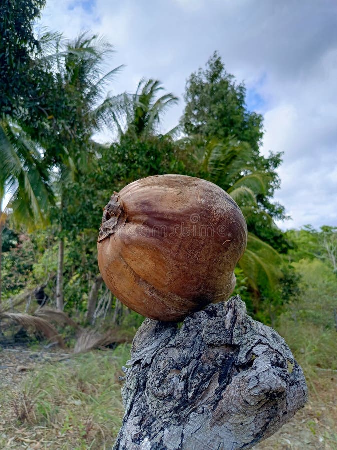 Good for coconut milk stock image. Image of trunk, jungle - 293883413