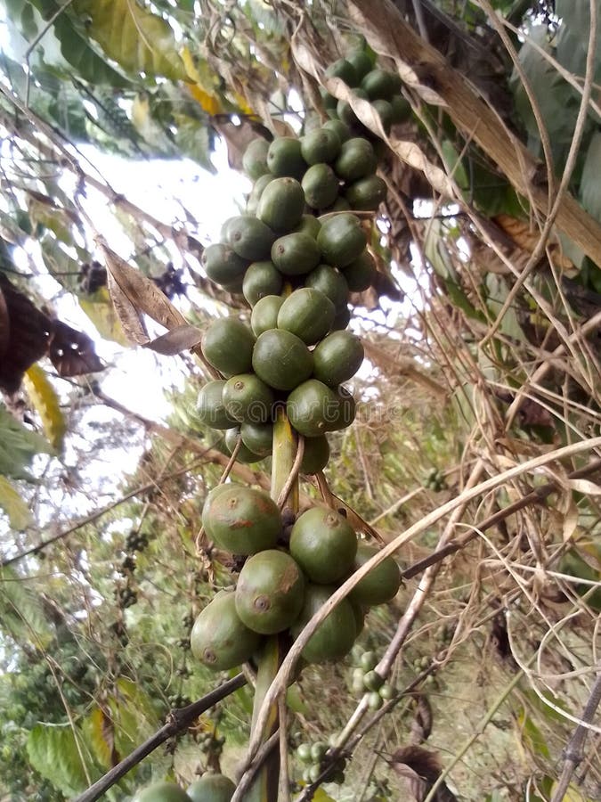 152 Good Coffee Plant Fruit Stock Photos - Free & Royalty-Free Stock ...