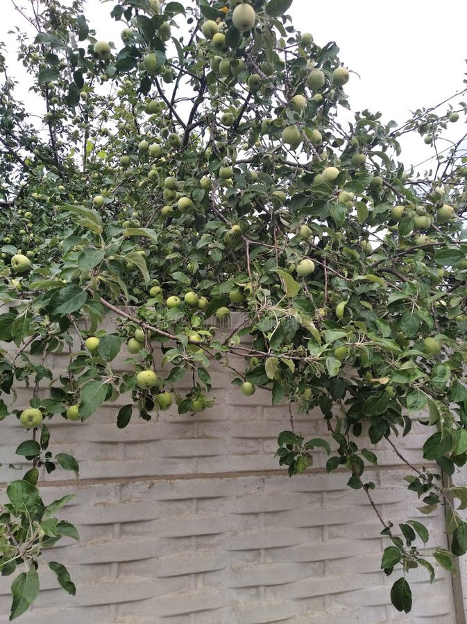 Good Crop of Apples: Apple Tree Beyond the Fence Stock Photo - Image of ...