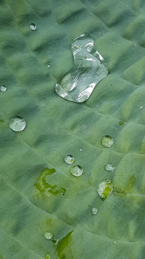 A Good Day For Drops Picture. Image: 97312686