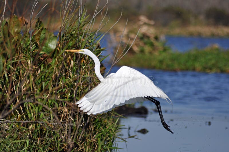 A good day for a flight stock photo. Image of nature - 12790452