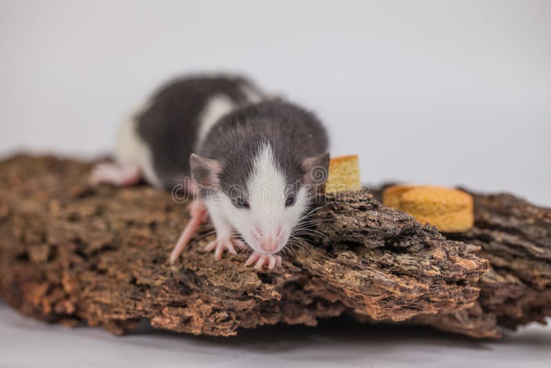 Good Day and Good Mood. Cute Mouse with a Slice of Appetizing Stock ...