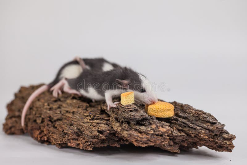 Good Day and Good Mood. Cute Mouse with a Slice of Appetizing Stock ...