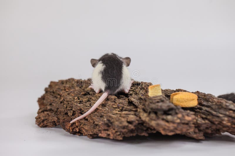 Good Day and Good Mood. Cute Mouse with a Slice of Appetizing Stock ...