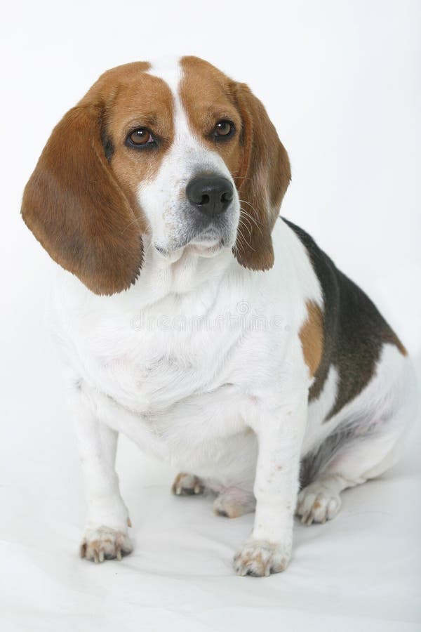 Good Dog #1 stock image. Image of macro, beagle, ears, portrait - 93393