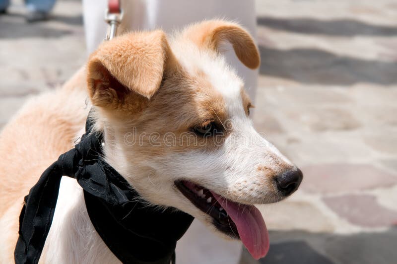 Good dog stock photo. Image of adopt, portrait, looking - 14822100