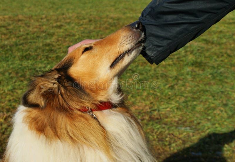 Good dog! stock image. Image of grooming, canine, owner - 18221981