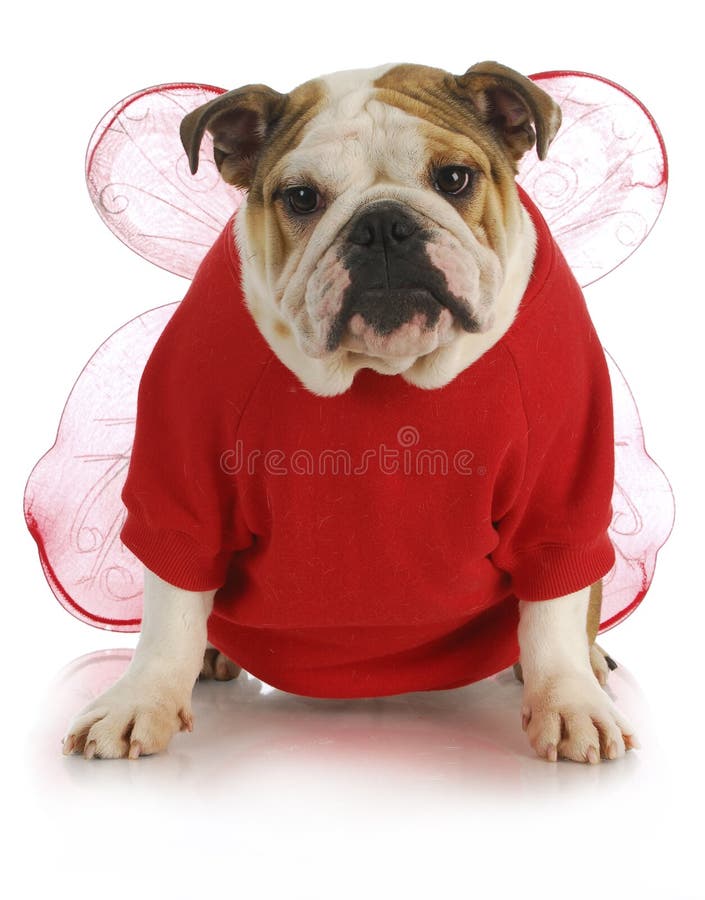 Good dog stock photo. Image of cute, comical, butterfly - 23354448