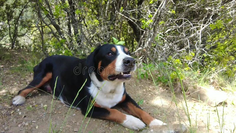 A Good Dog Instantly Turns into an Evil One Stock Video - Video of ...