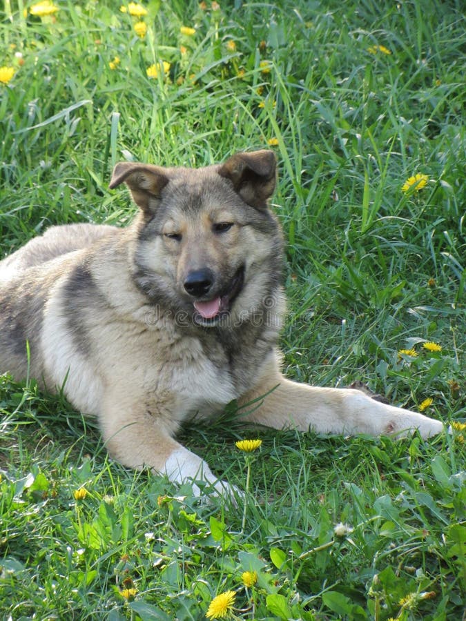 A good dog stock photo. Image of nature, good, view - 165397002
