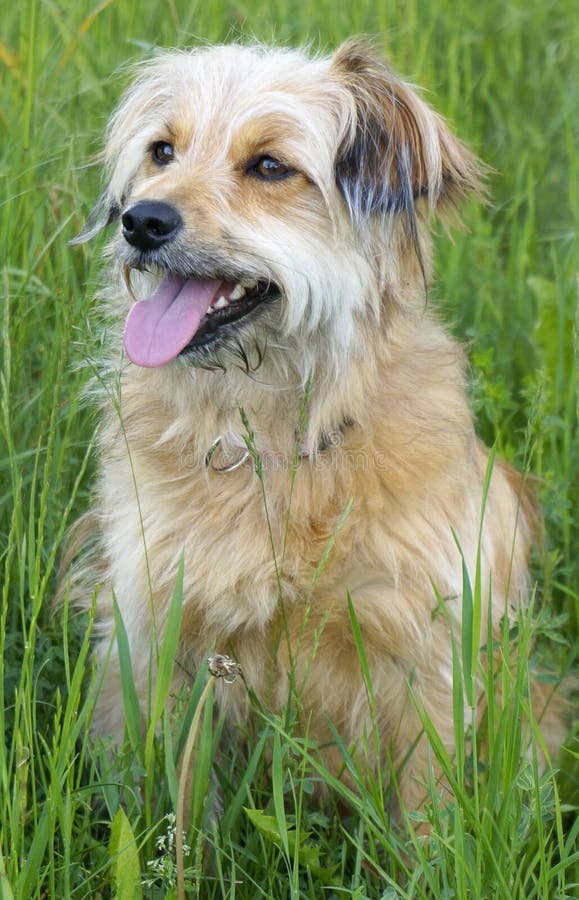 Good Dog stock photo. Image of companion, faithful, canine - 32612454