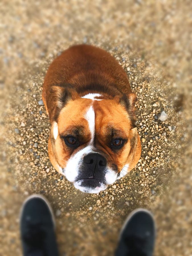 Good dog stock image. Image of sitting, cute, puppy, owner - 95606139