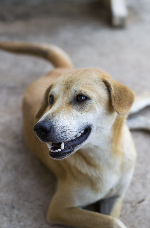 Happy Dog with Smile and Head Tilt Stock Image - Image of portrait ...