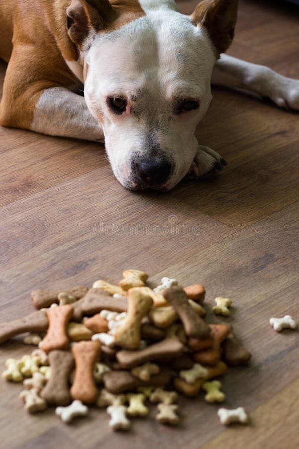 Good dog stock photo. Image of hungry, obedience, looking - 65579228