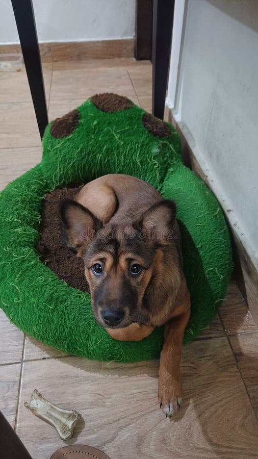 Good dog stock photo. Image of beautiful, world, spesial - 351018778