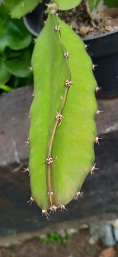A Good Dragon Fruit Tree Candidate for Seeds Stock Photo - Image of ...