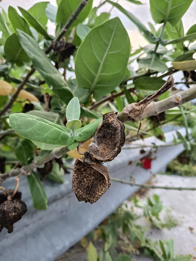 Is this Good Enough for You Guys To See. Stock Photo - Image of guys ...