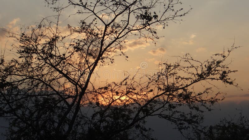 Good evening stock photo. Image of light, evening, tree - 90641396