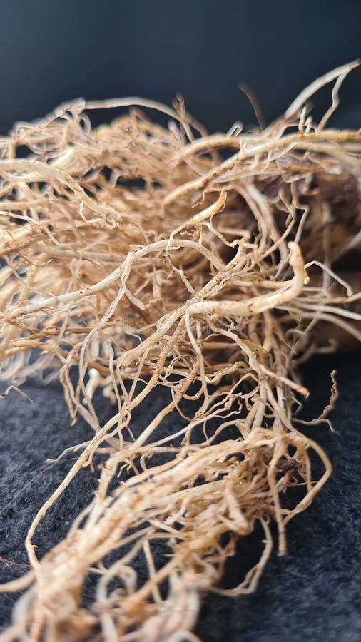 115 Grass Fibrous Roots Stock Photos - Free & Royalty-Free Stock Photos ...