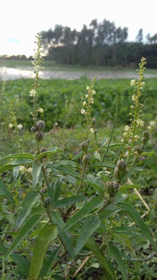 A good flower stock image. Image of captured, village - 93134087