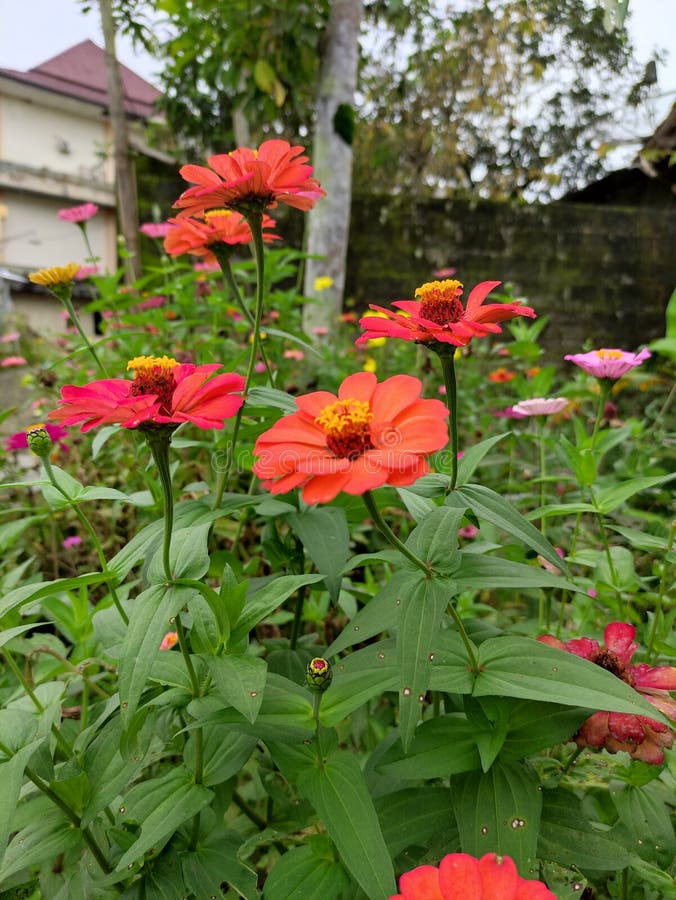 Good flower phone camera stock photo. Image of herb - 241362708