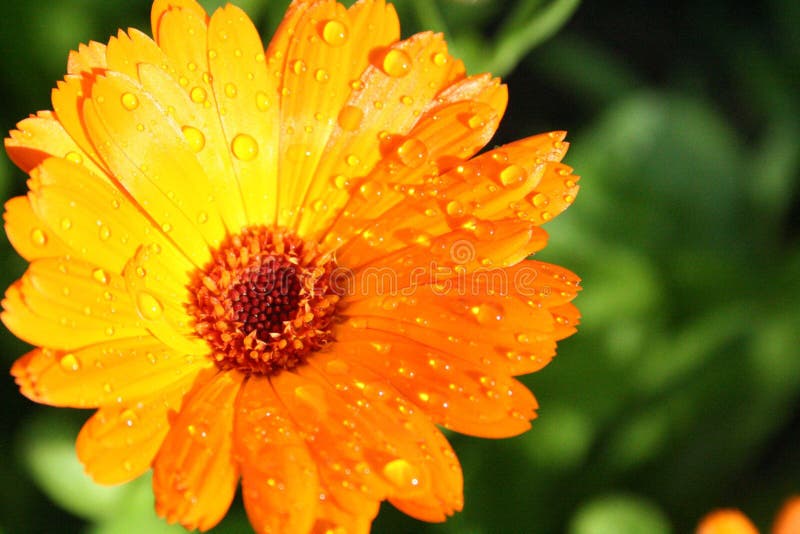 Good_flower_picture imagem de stock. Imagem de alaranjado - 116035245