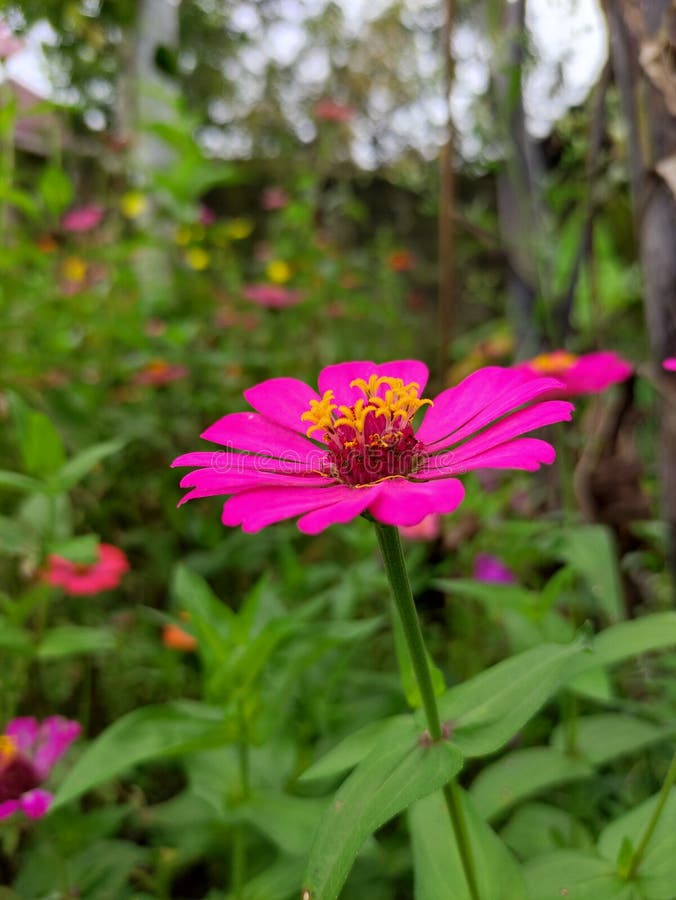 Good flower potrait stock photo. Image of good, shrub - 241362702