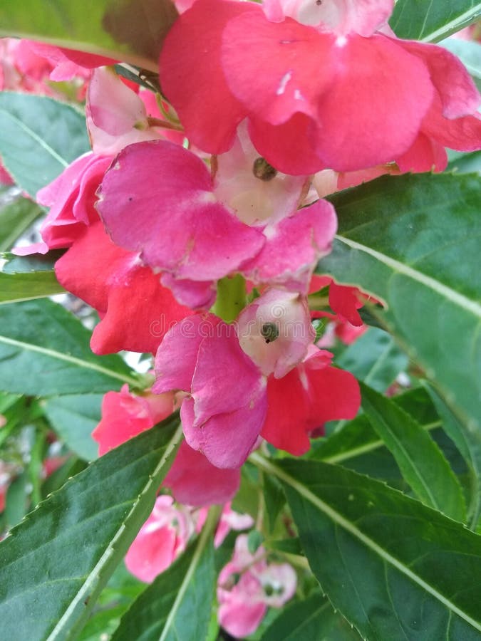 Good flower in the yard stock image. Image of petal - 202970289