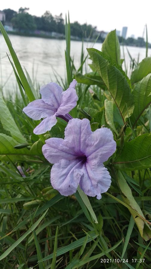 So good flowers stock image. Image of meadow, nature - 261638111