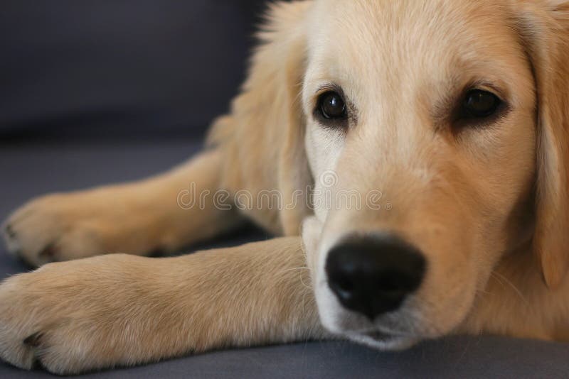 Good Friend stock image. Image of portrait, golden, lovely - 9469689