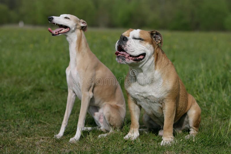 Good friends stock image. Image of cute, floppy, attention - 14748925