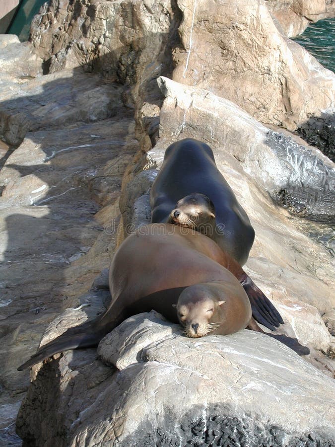 Good friends stock photo. Image of sleep, animals, marine - 192562