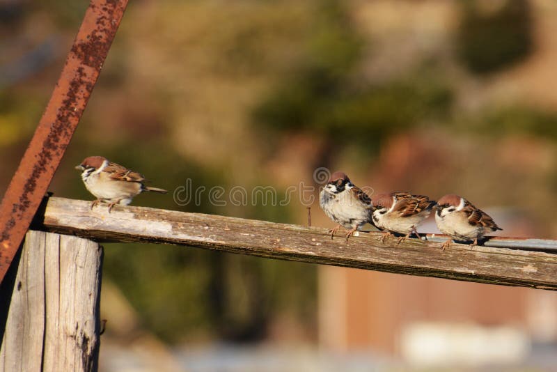 Sparrows stock photo. Image of nature, beak, little - 110753264