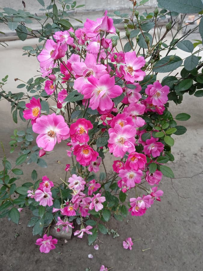 Good stock image. Image of nice, good, flower, beautiful - 169958773