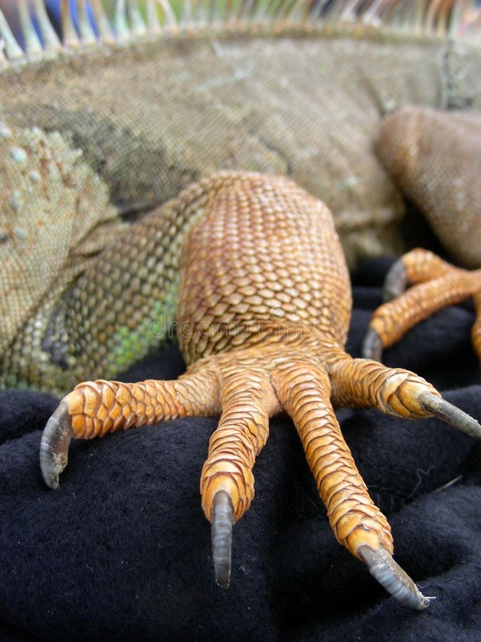 2,782 Iguana Lizard Claw Stock Photos - Free & Royalty-Free Stock ...